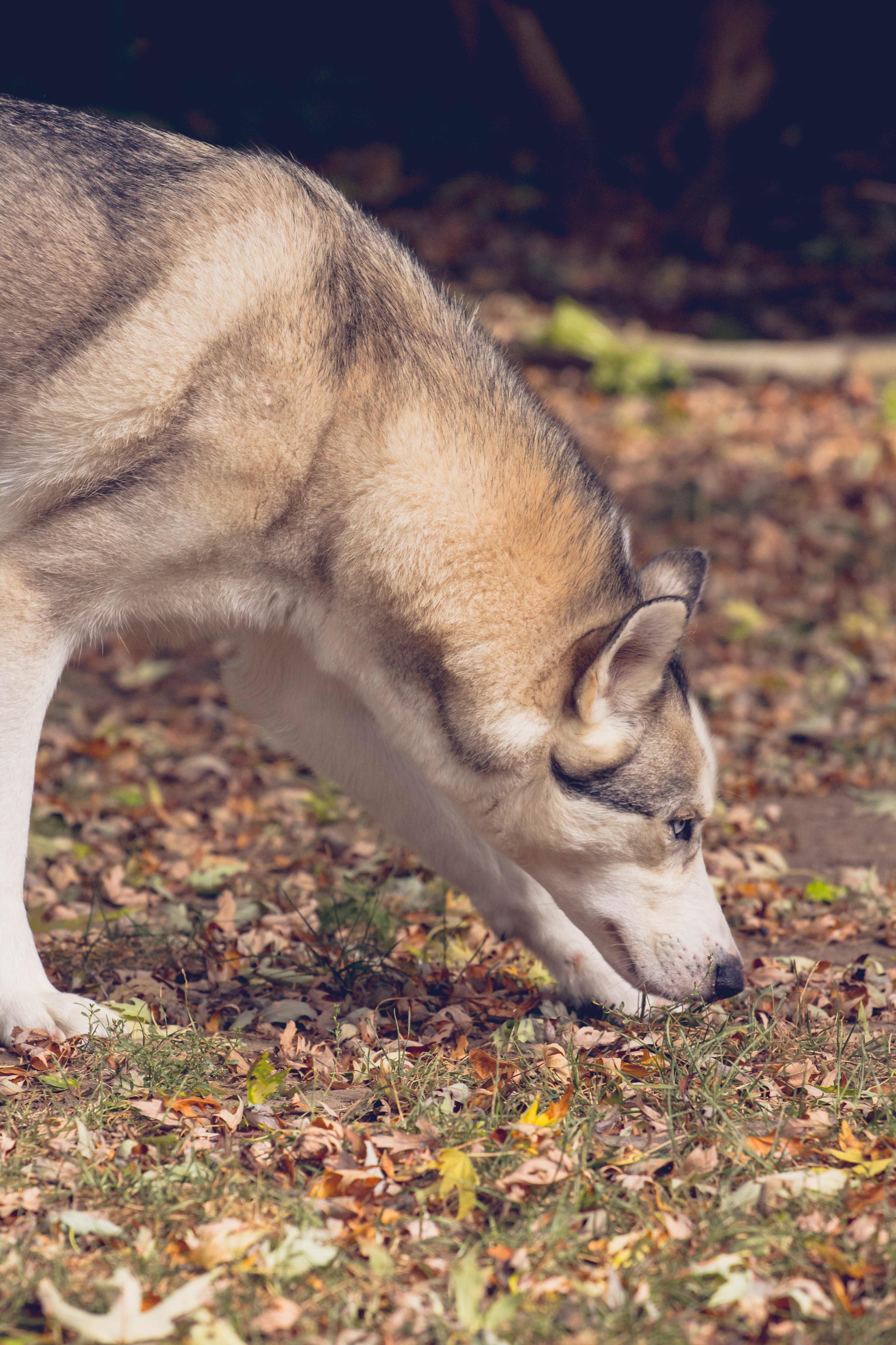 The Benefits of Decompression Walks | PAWSitively Happy Home: Dog ...