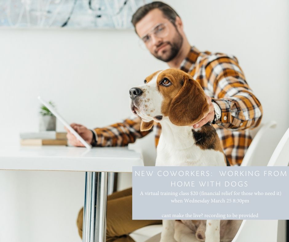 New coworkers_ Working from home with dogs | PAWSitively Happy Home ...