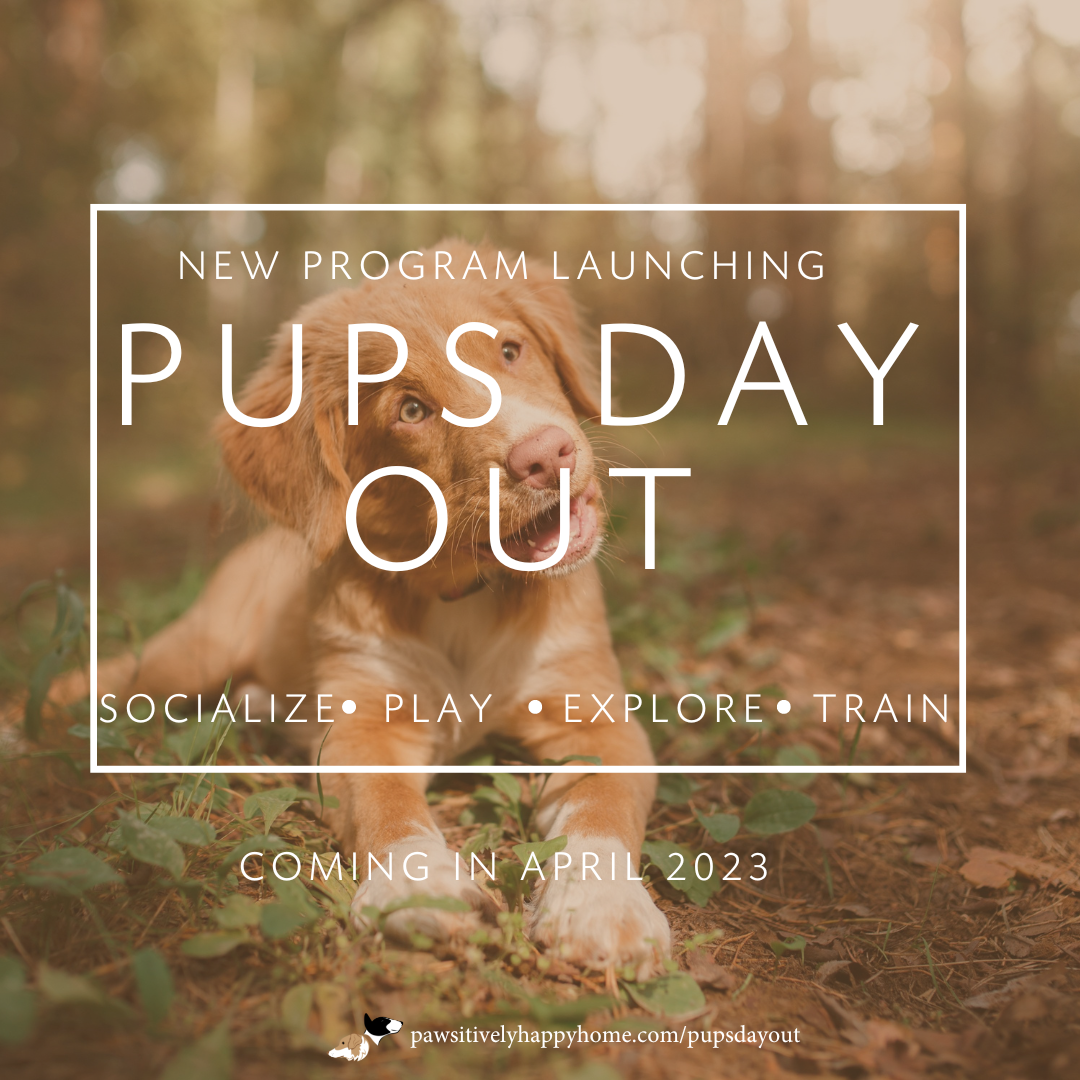 pups day out | PAWSitively Happy Home: Dog training and behaviour solutions